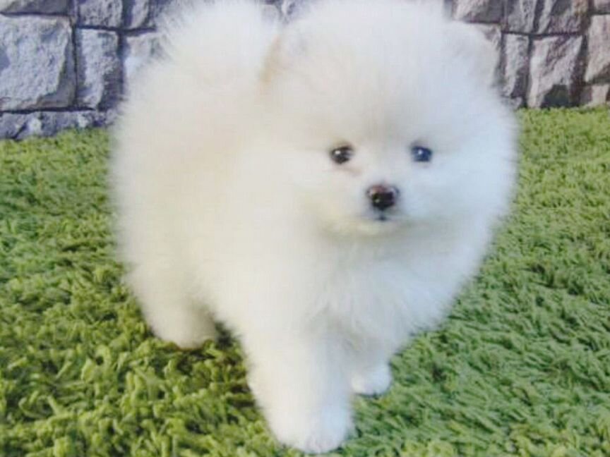 Померанский шпиц