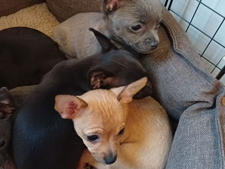 Щенки тойтерьера