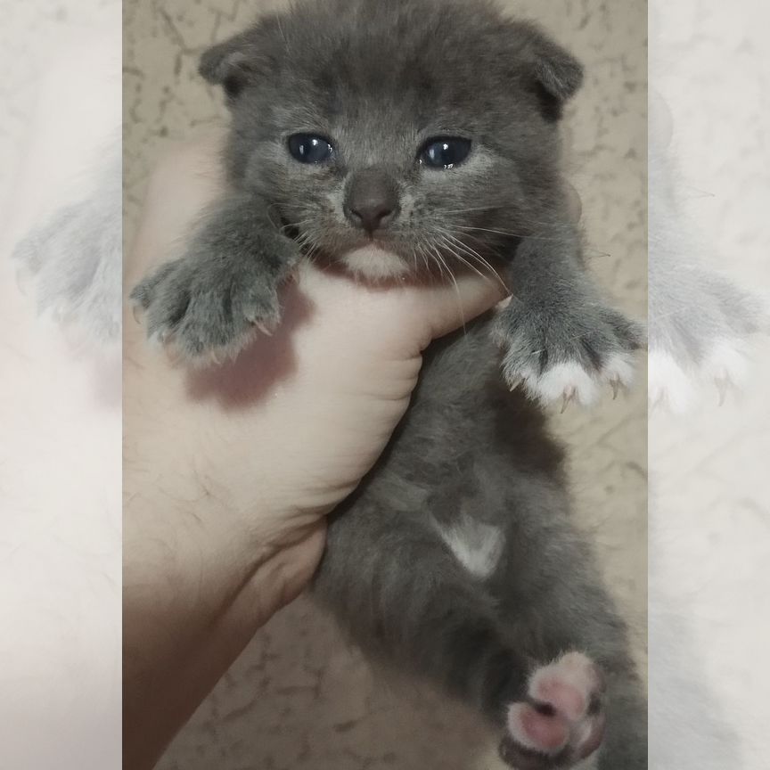 Шотландские вислоухие котята