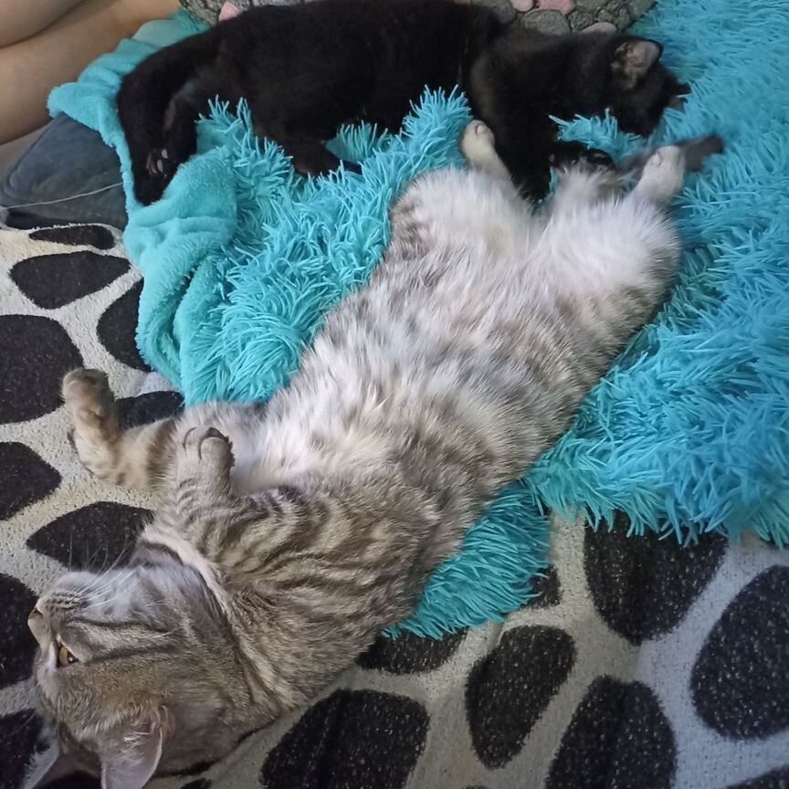 Коты в добрые руки мальчики бесплатно