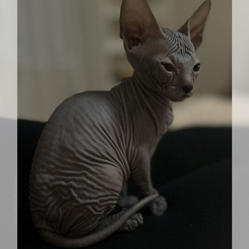 Канадский сфинкс котенок