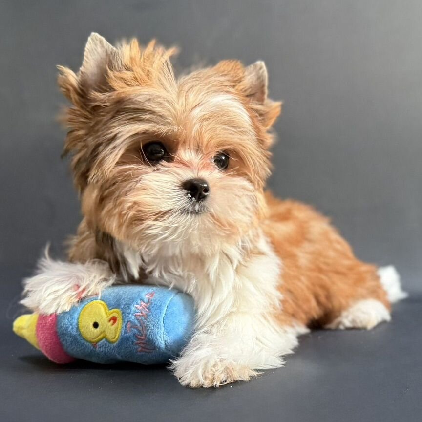 Бивер-йоркширский терьер, щенок