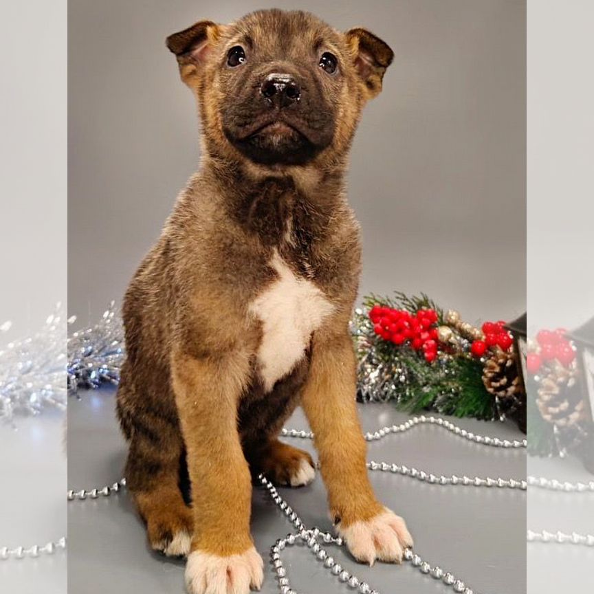 Щенок в добрые руки