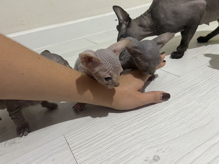Канадский сфинкс котенок