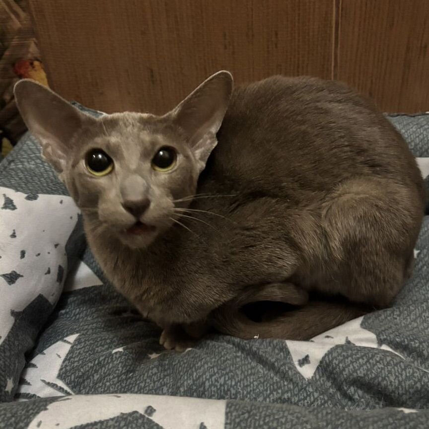 Ориентальная кошка в добрые руки