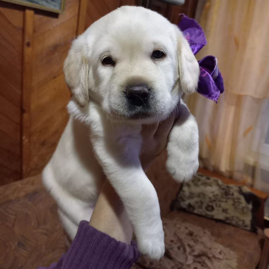 Лабрадор-ретривер, щенок