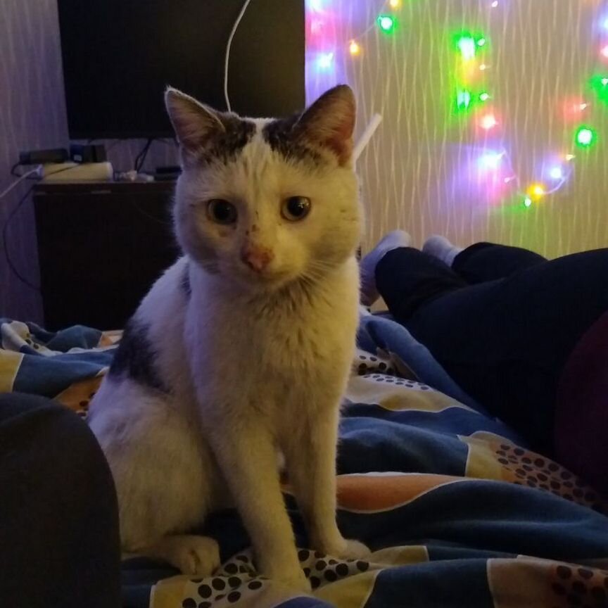 Отдам котика в добрые руки