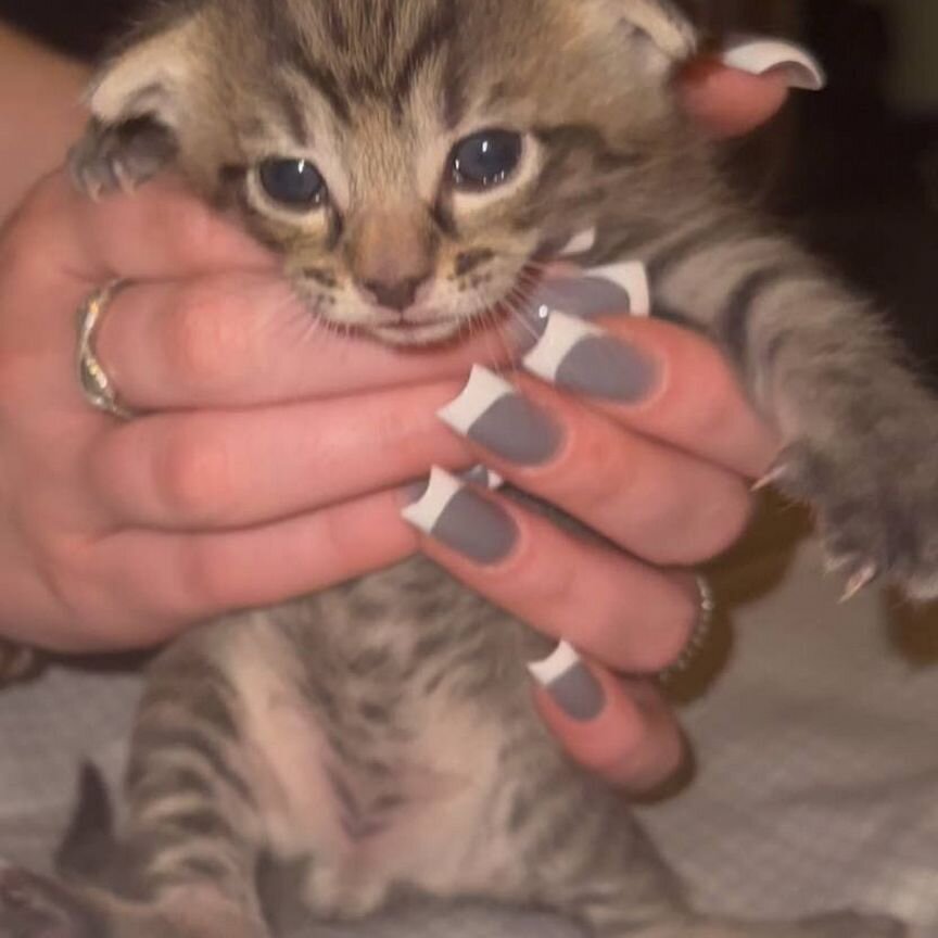 Котята
