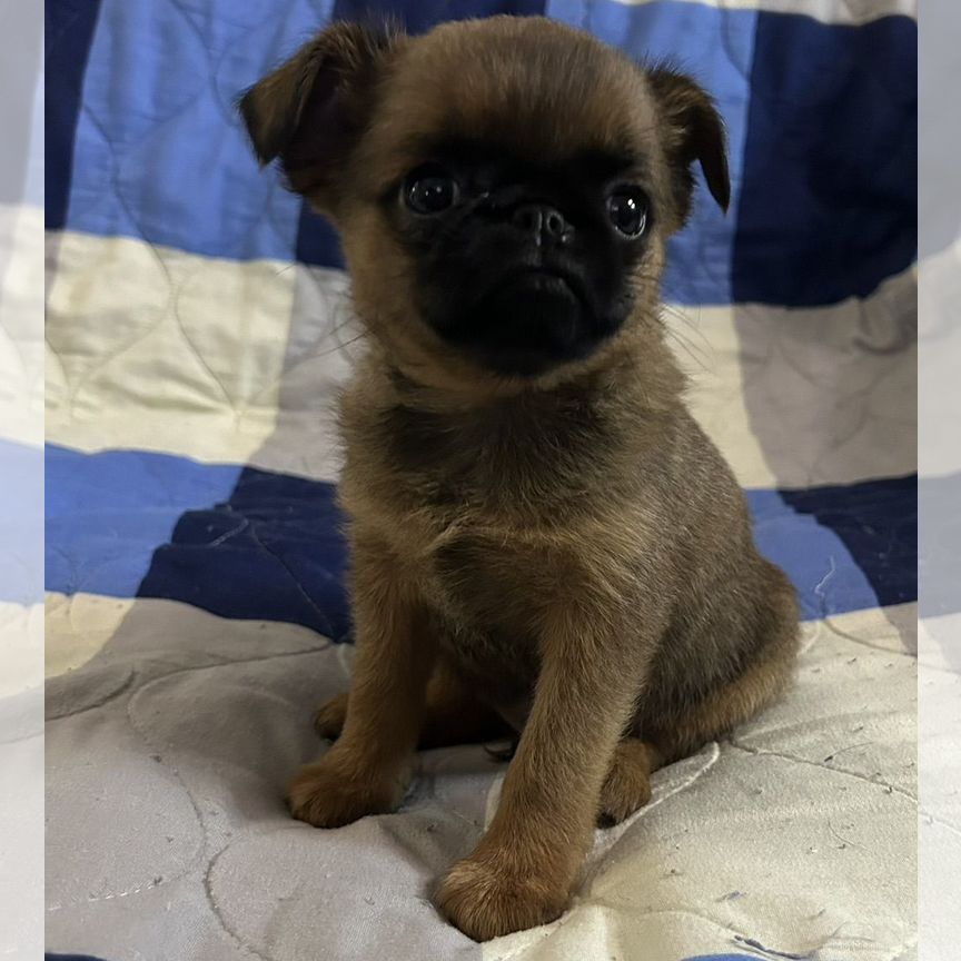 Пти-брабансон, щенок