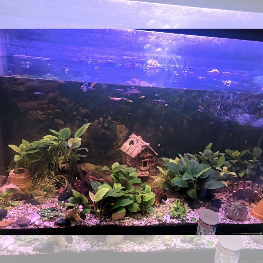 Аквариумные рыбки и растения