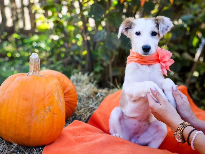 Альфа в поисках дома