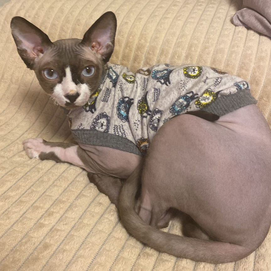 Канадский сфинкс котёнок