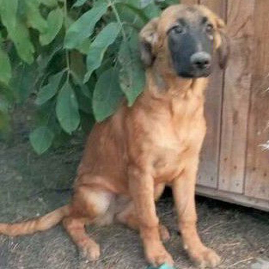 Щенки щеночки в добрые руки бесплатно