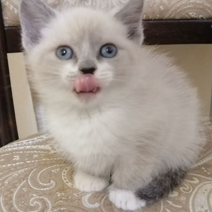 Невский маскарадный котёнок