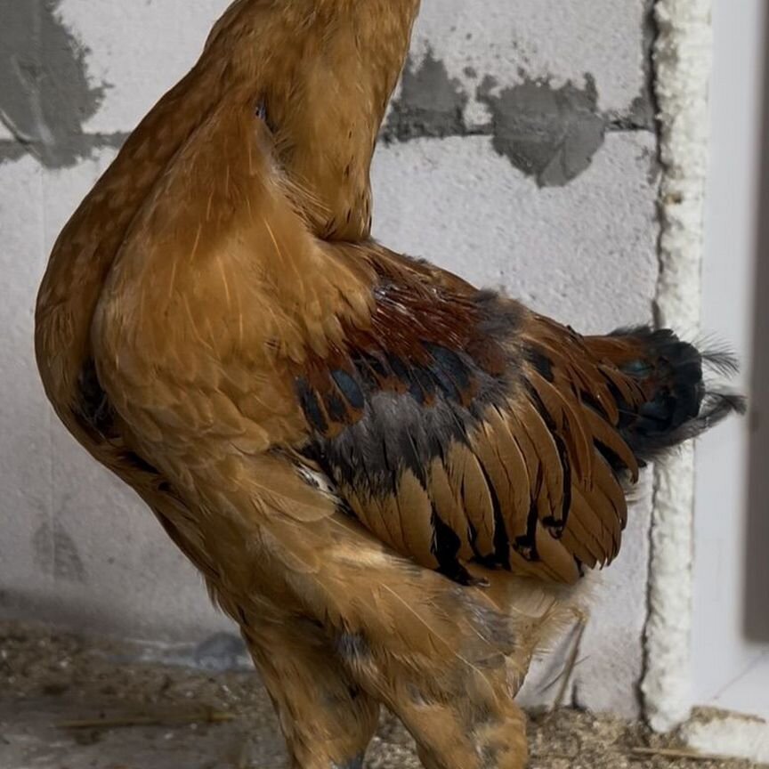 Петушок Лакеданзи