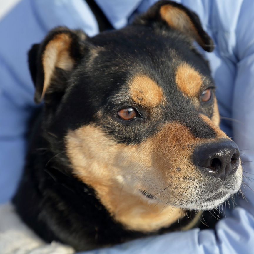 Взрослый пёс в добрые руки