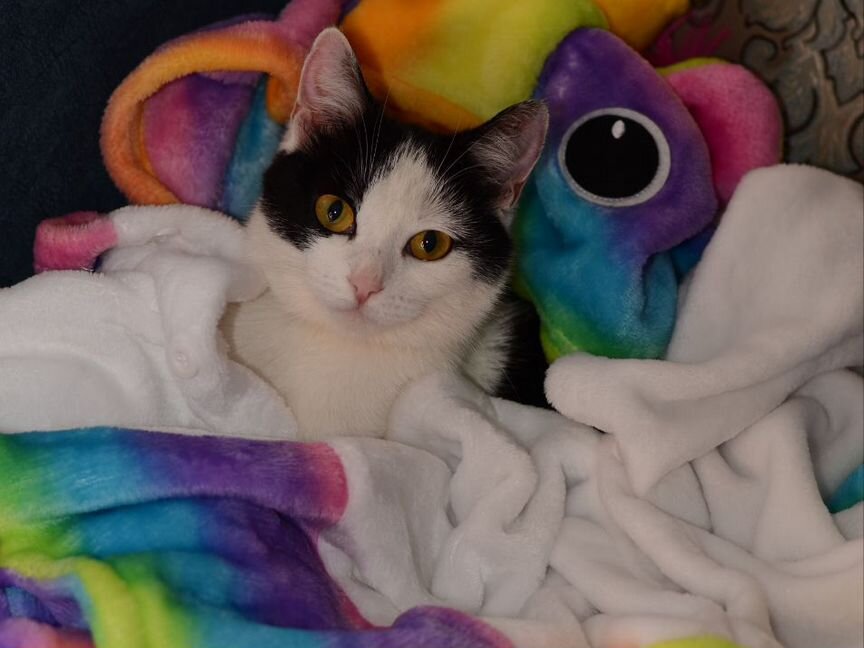 Меллиса в поисках семьи