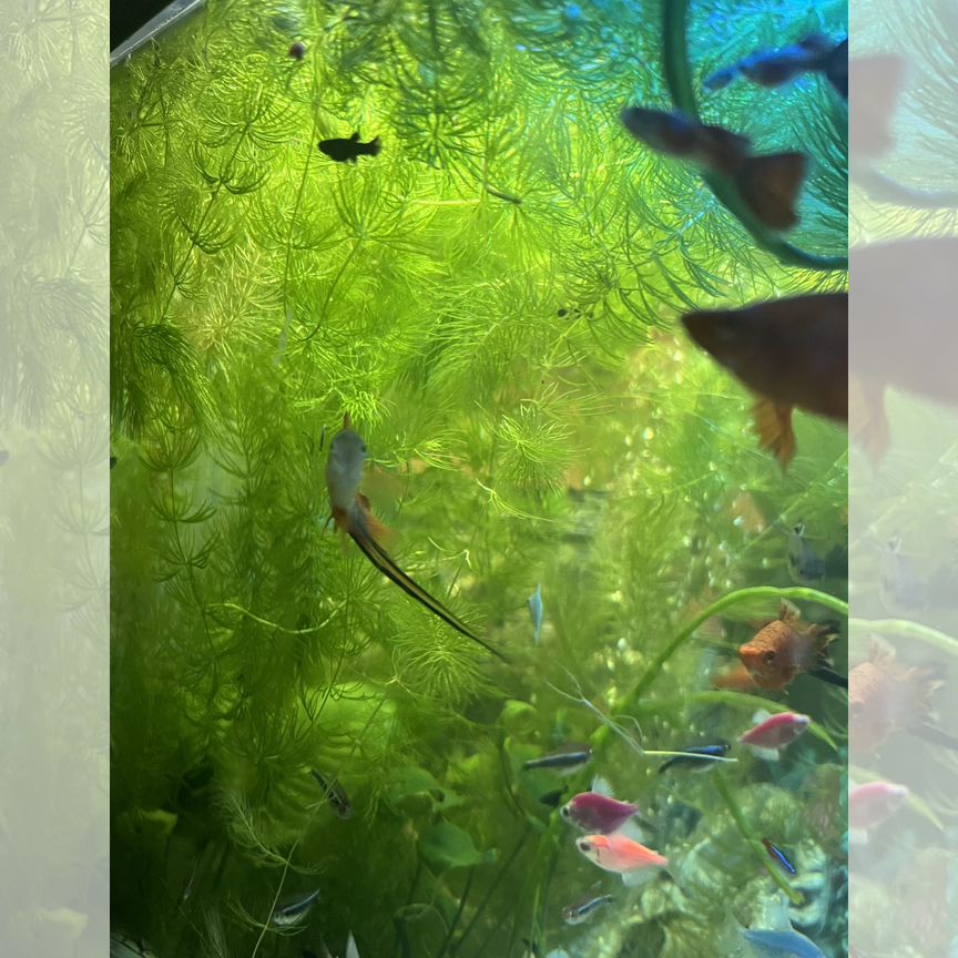 Аквариумные растения роголистник