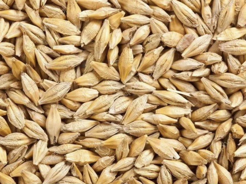 Зерно ячмень, пшеница (яровая)