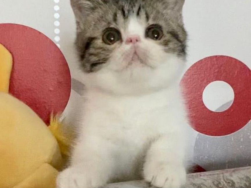 Экзотические котята