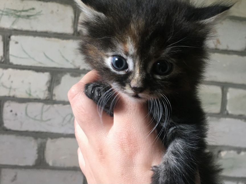 Котенок пушистый трехцветный