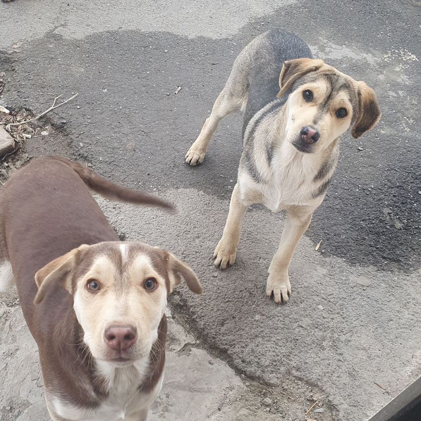 Щенки в дар