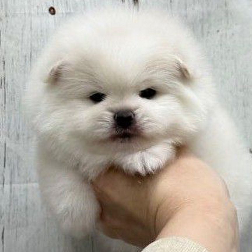 Померанский шпиц, щенок