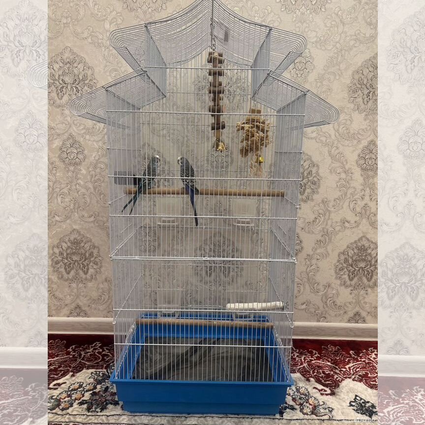 Волнистый попугай с клеткой