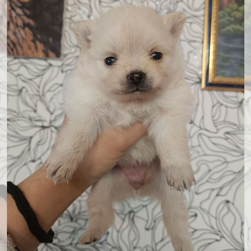 Померанский шпиц, щенок