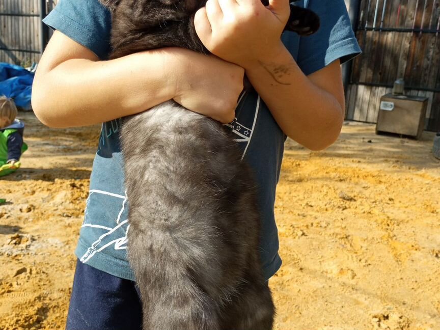 Котенок британец