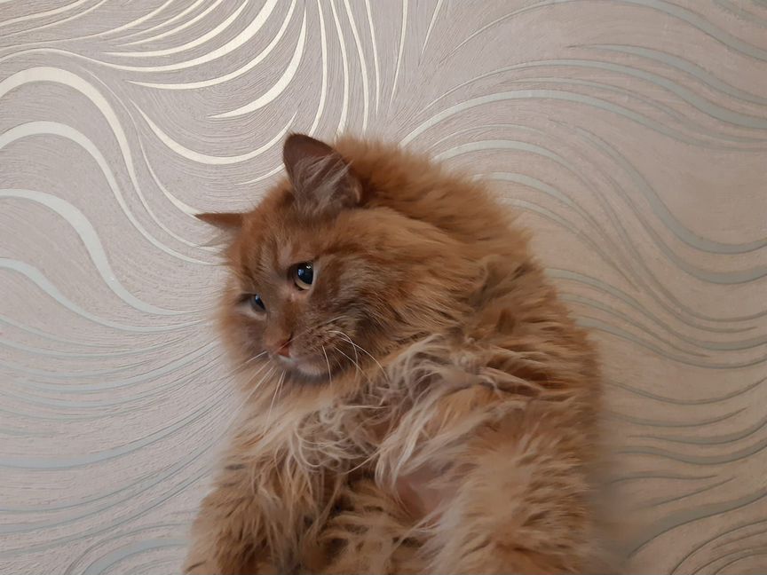 Кошка в дар