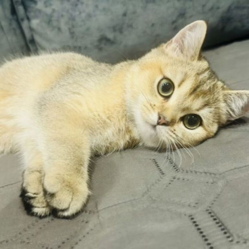 Котёнок золотой шиншиллы