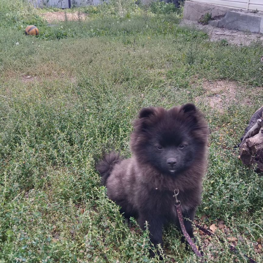Щенок немецкого шпица