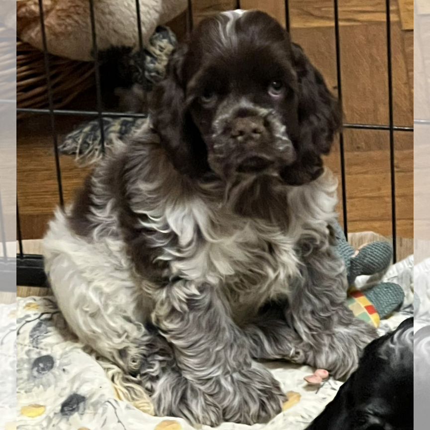 Американский кокер-спаниель, щенок