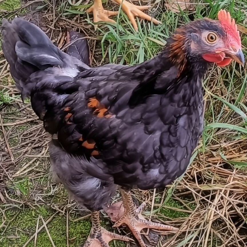 Продаю молодых петушков 2,5 месяца