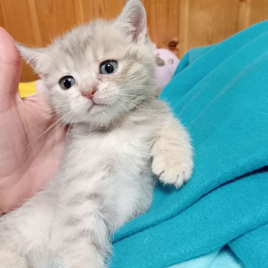 Мальчик скоттиш-страйт