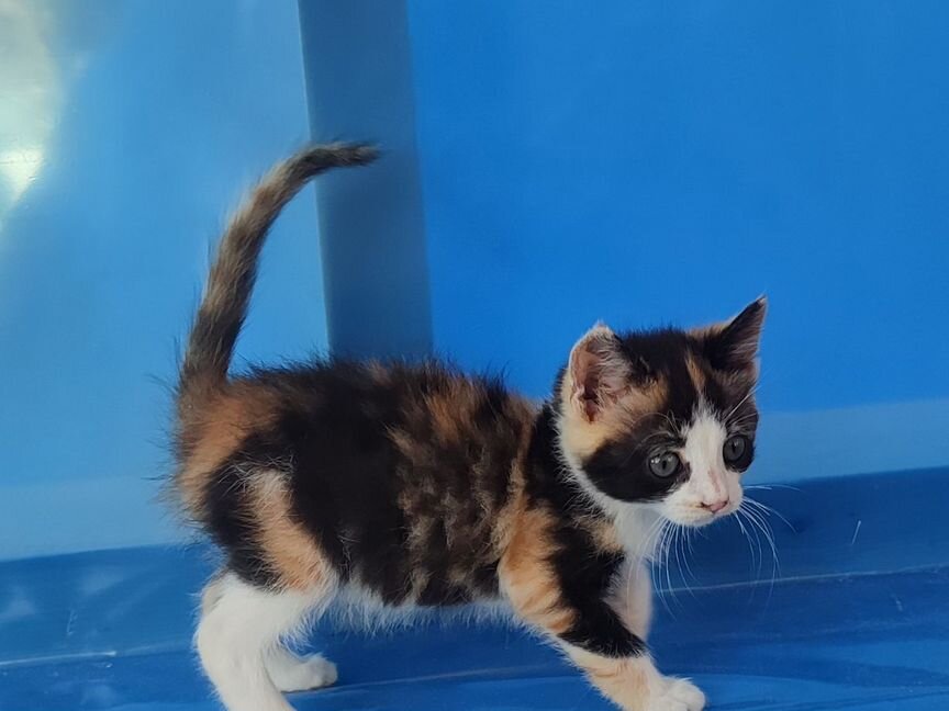 Котенок в дар бесплатно