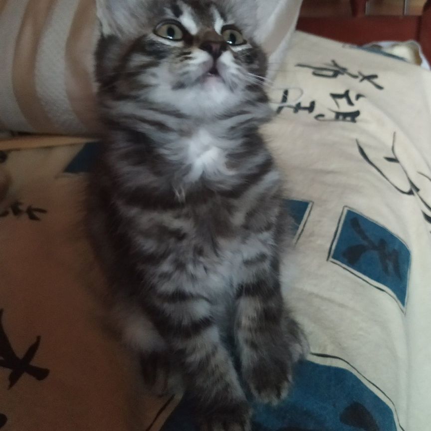 Котёнок в добрые руки