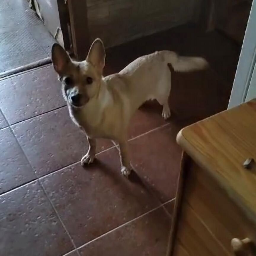 Чихуахуа митис