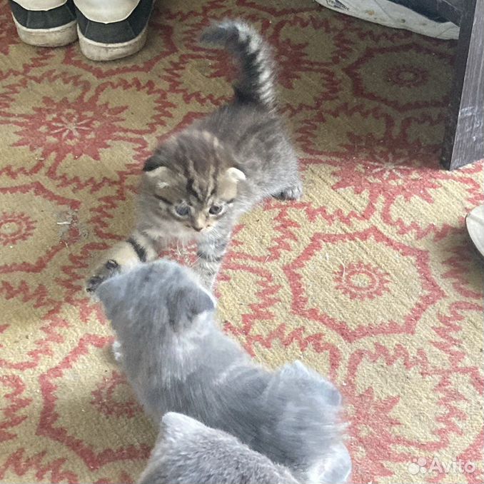 Шотладские котята