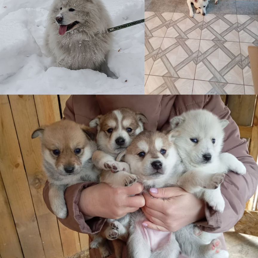 Щенки