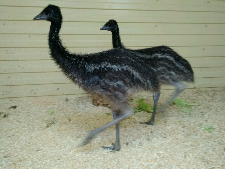 Страусы, взрослая пара