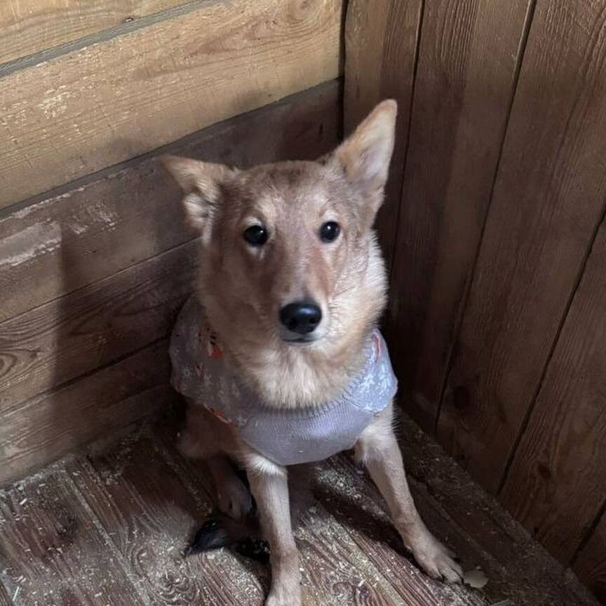 Собака в добрые руки