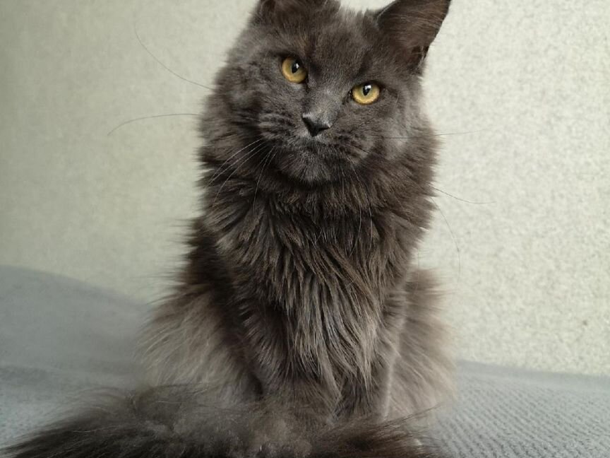 Мейн-кун девушка