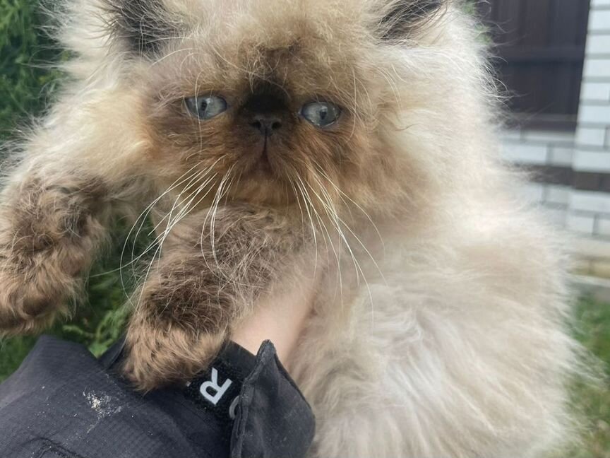 Персидский котик