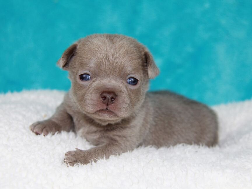 Чихуахуа шикарный парень