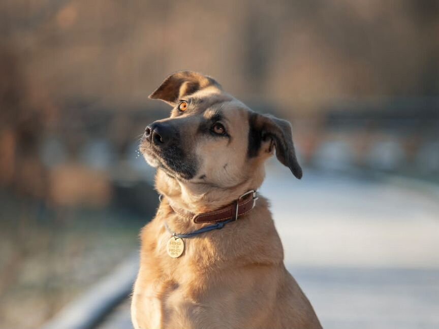 Лабрадористая Белка для жизни в квартире