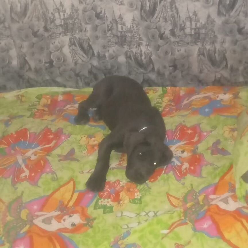 Щенок Кане корсо