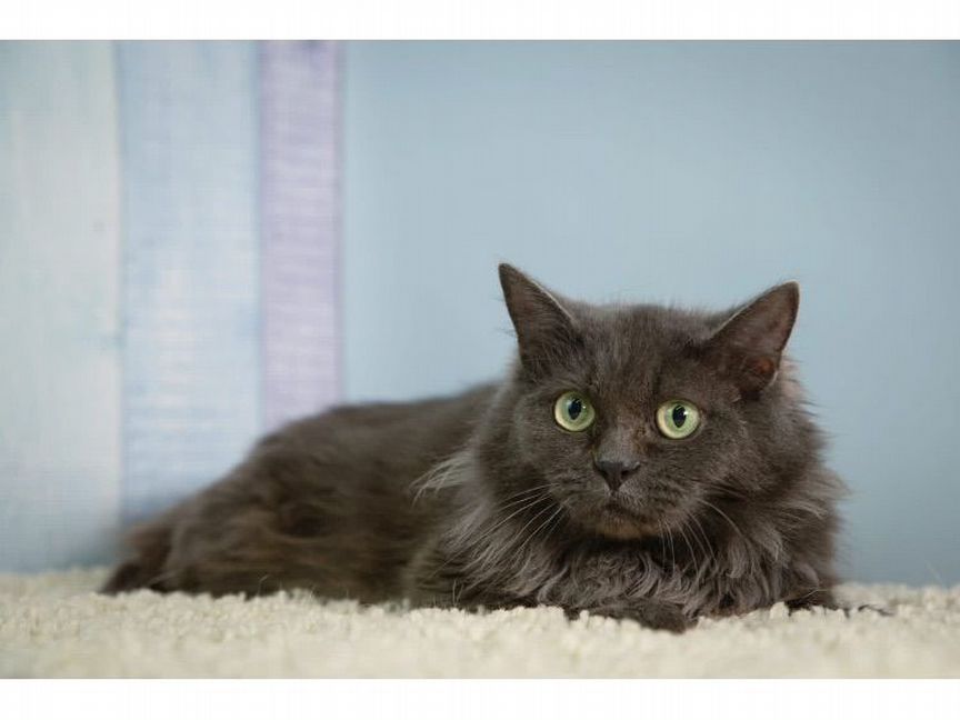 Кошка в дар