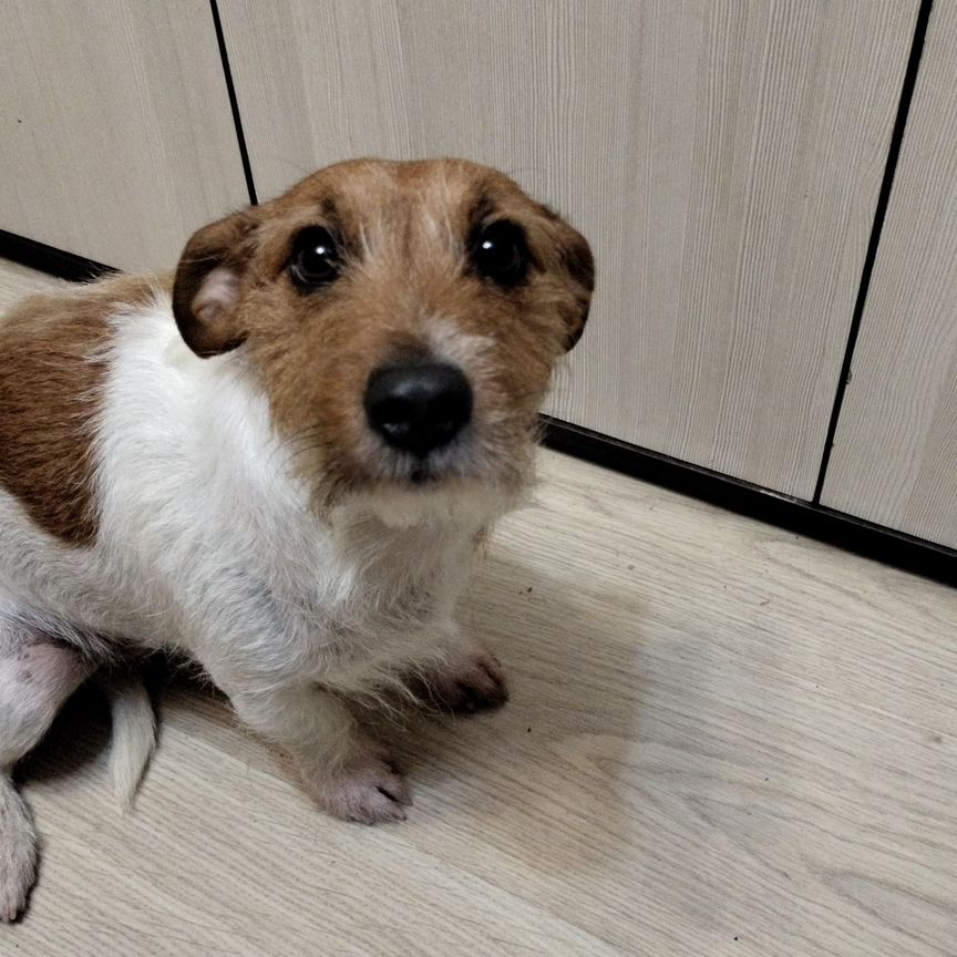 Джек рассел вязка девочка